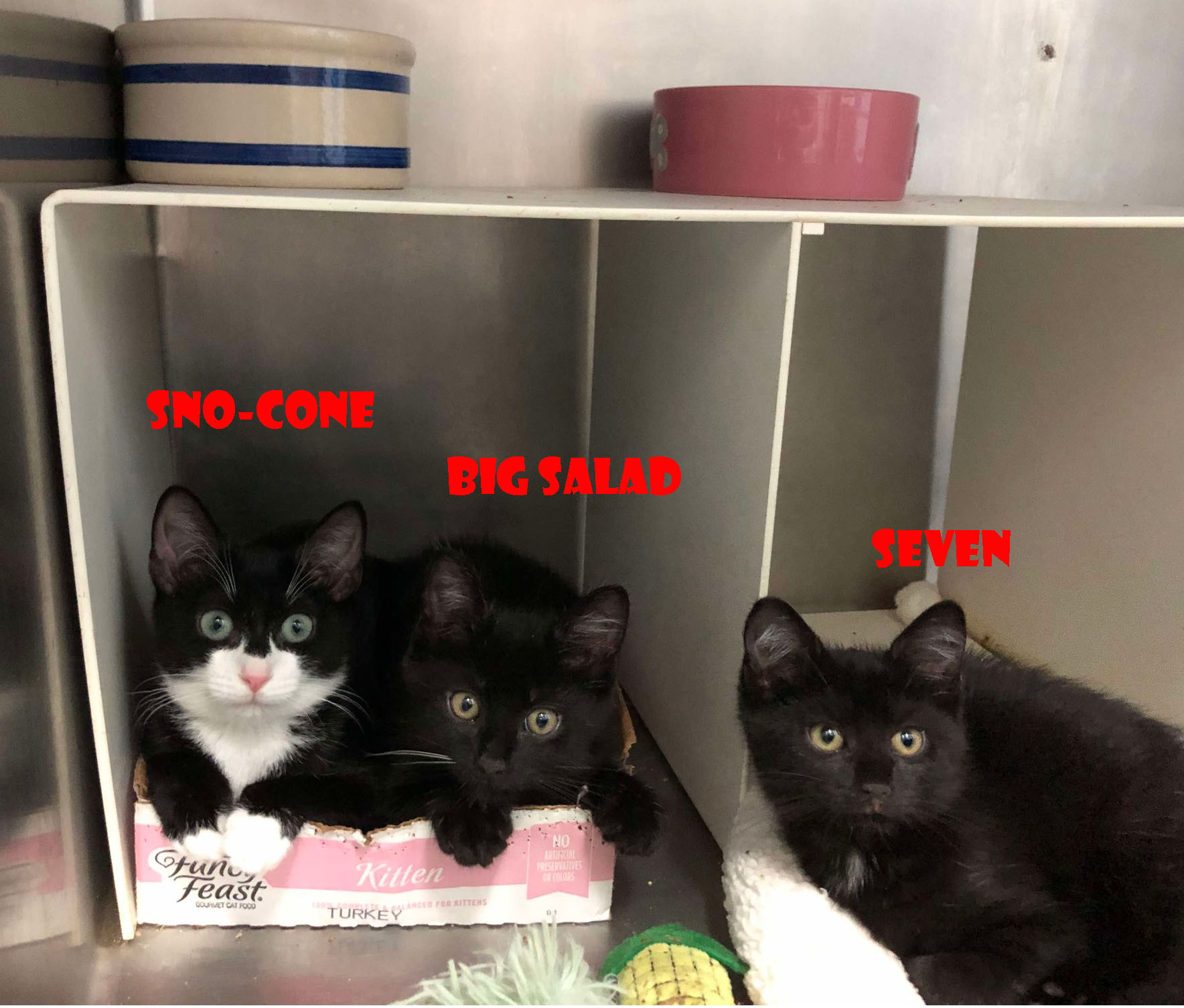 Cat for adoption - kittens-Affectionate, playful nuggets growing up in ...