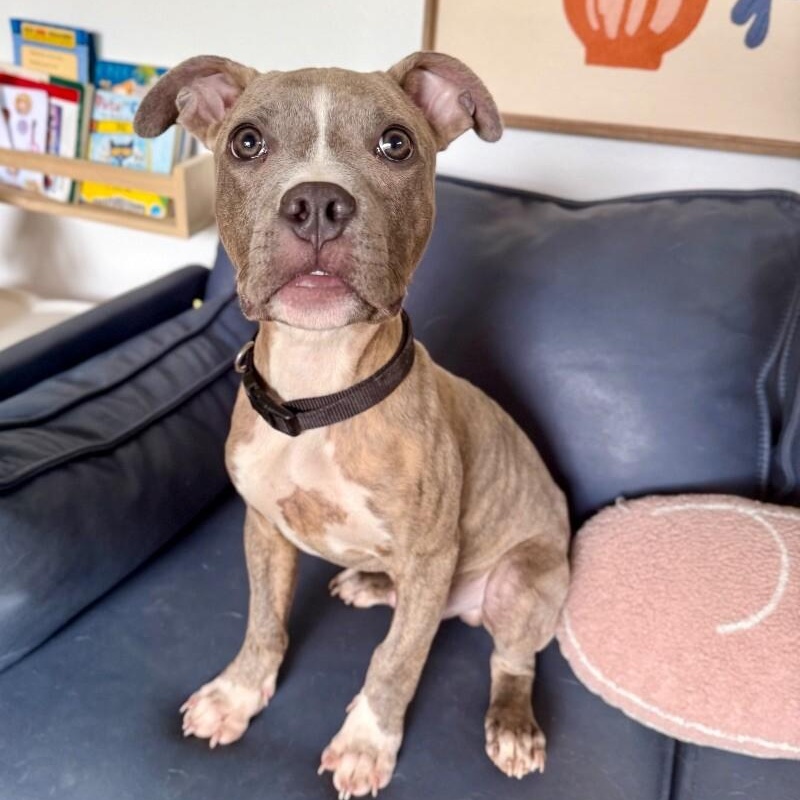 Dog for adoption - Jay Uso MMA, a Pit Bull Terrier & American ...