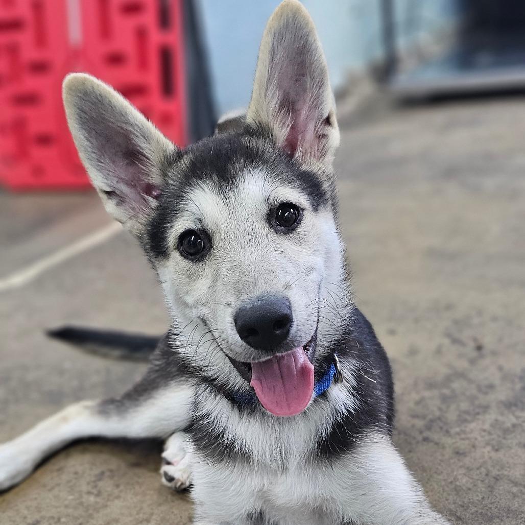 Ariel - Adoptable Pet | Petfinder | Petfinder