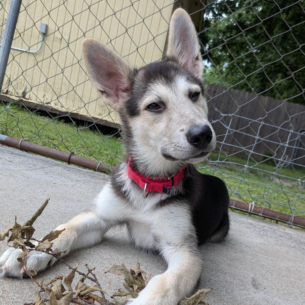 Ariel - Adoptable Pet | Petfinder | Petfinder