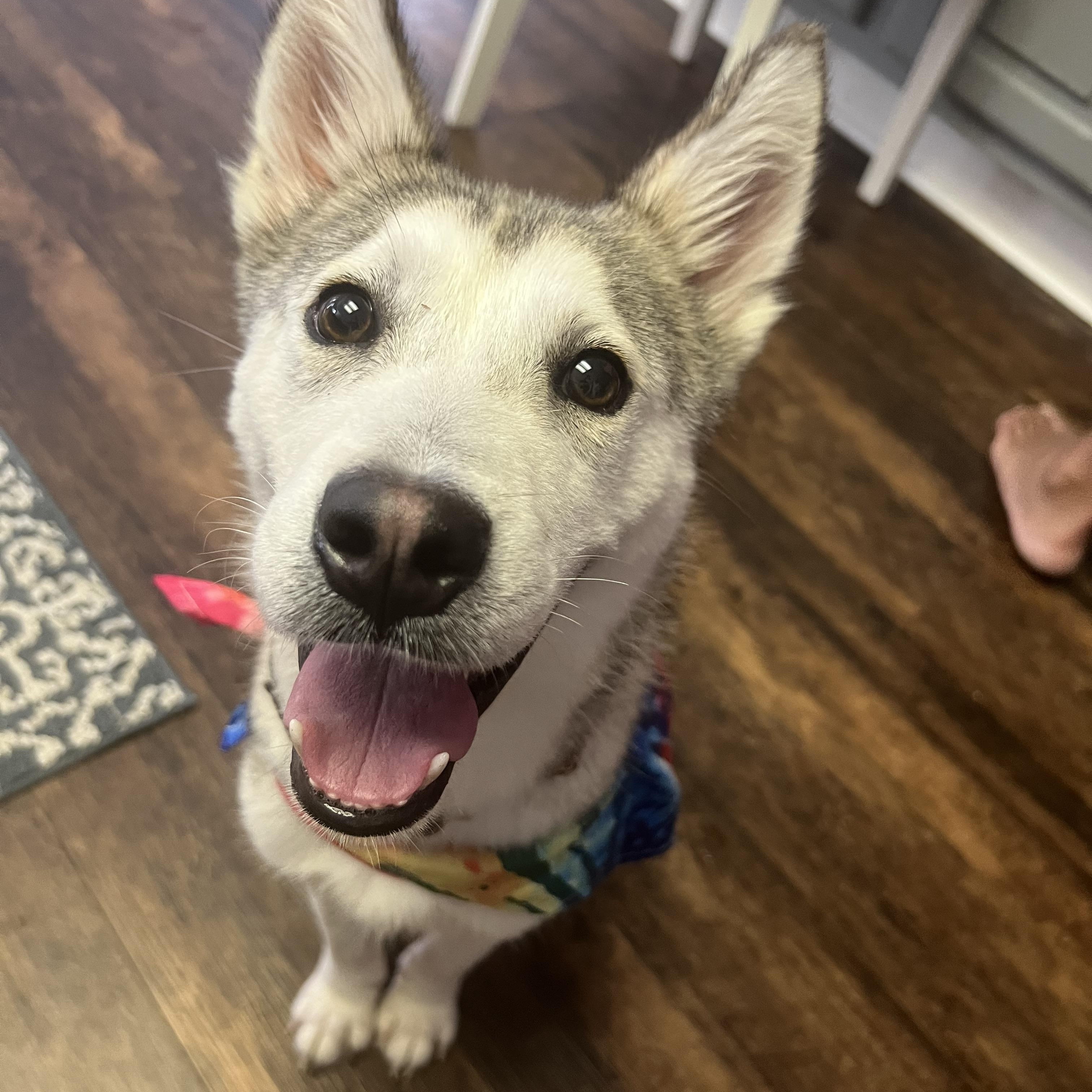 Dog for adoption - Alex, a Husky & Spitz Mix in Davenport, IA | Petfinder