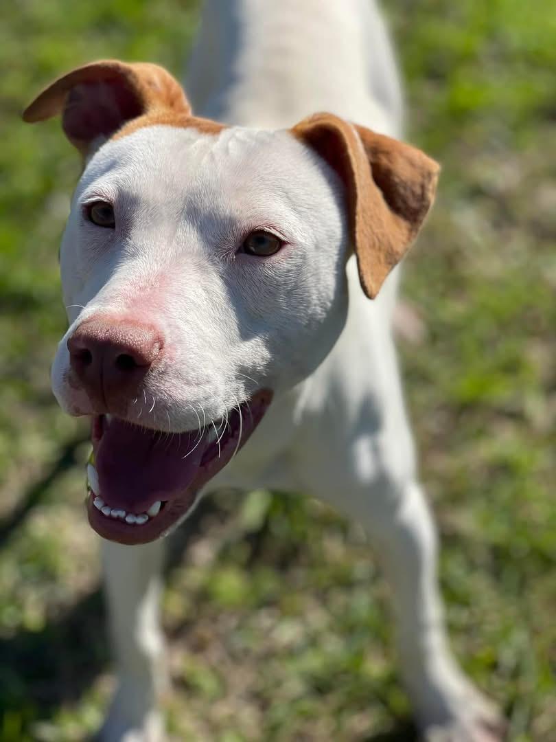 Dog for adoption - Ben Bradley, a Mixed Breed in Crowley, LA | Petfinder