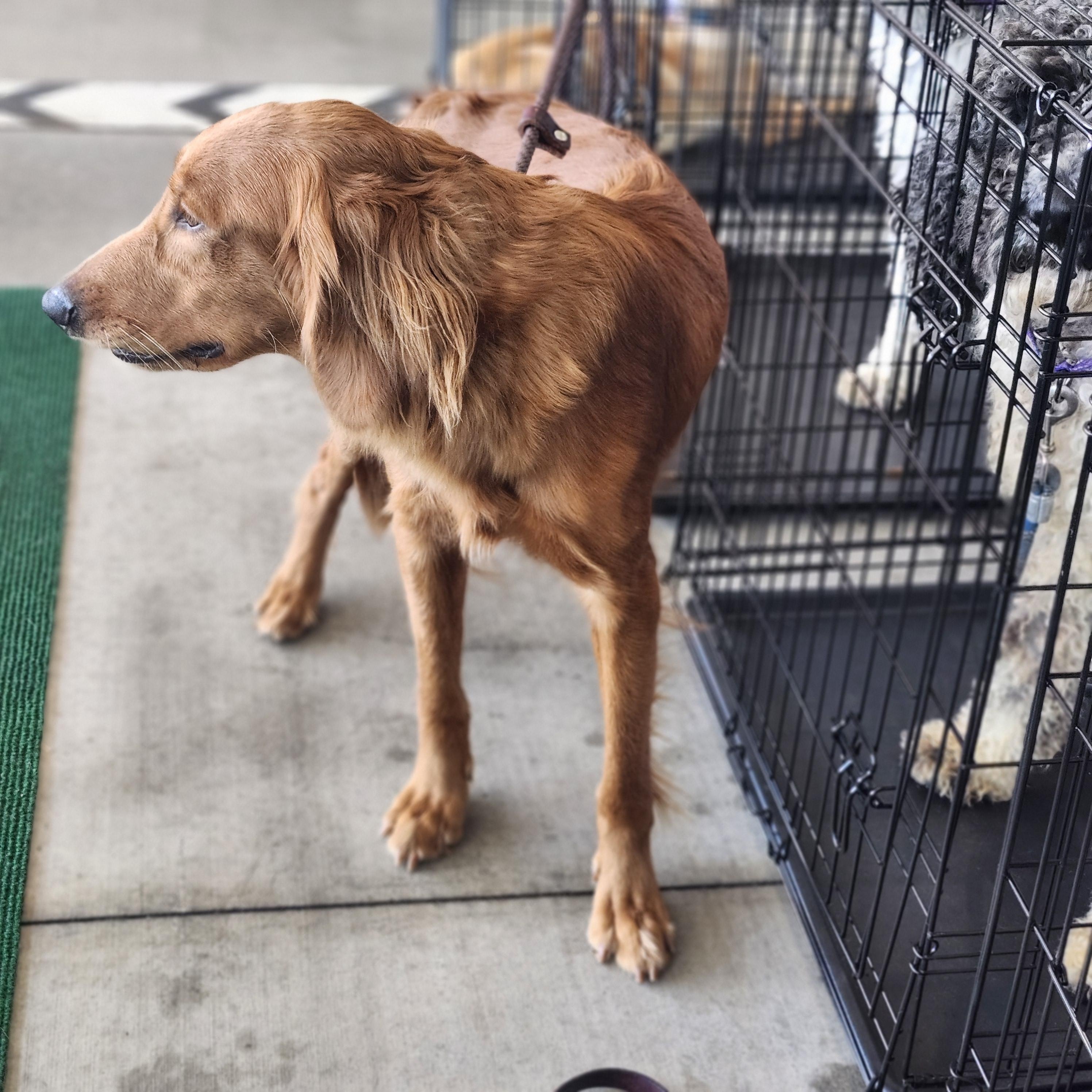 Dog for adoption - Rex, a Golden Retriever in Torrance, CA | Petfinder