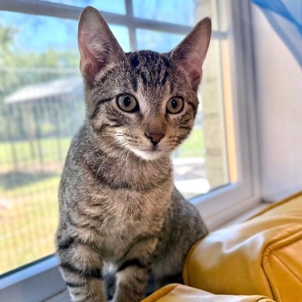 Cat for adoption - Cuddles C, a Domestic Short Hair & Tabby Mix in ...