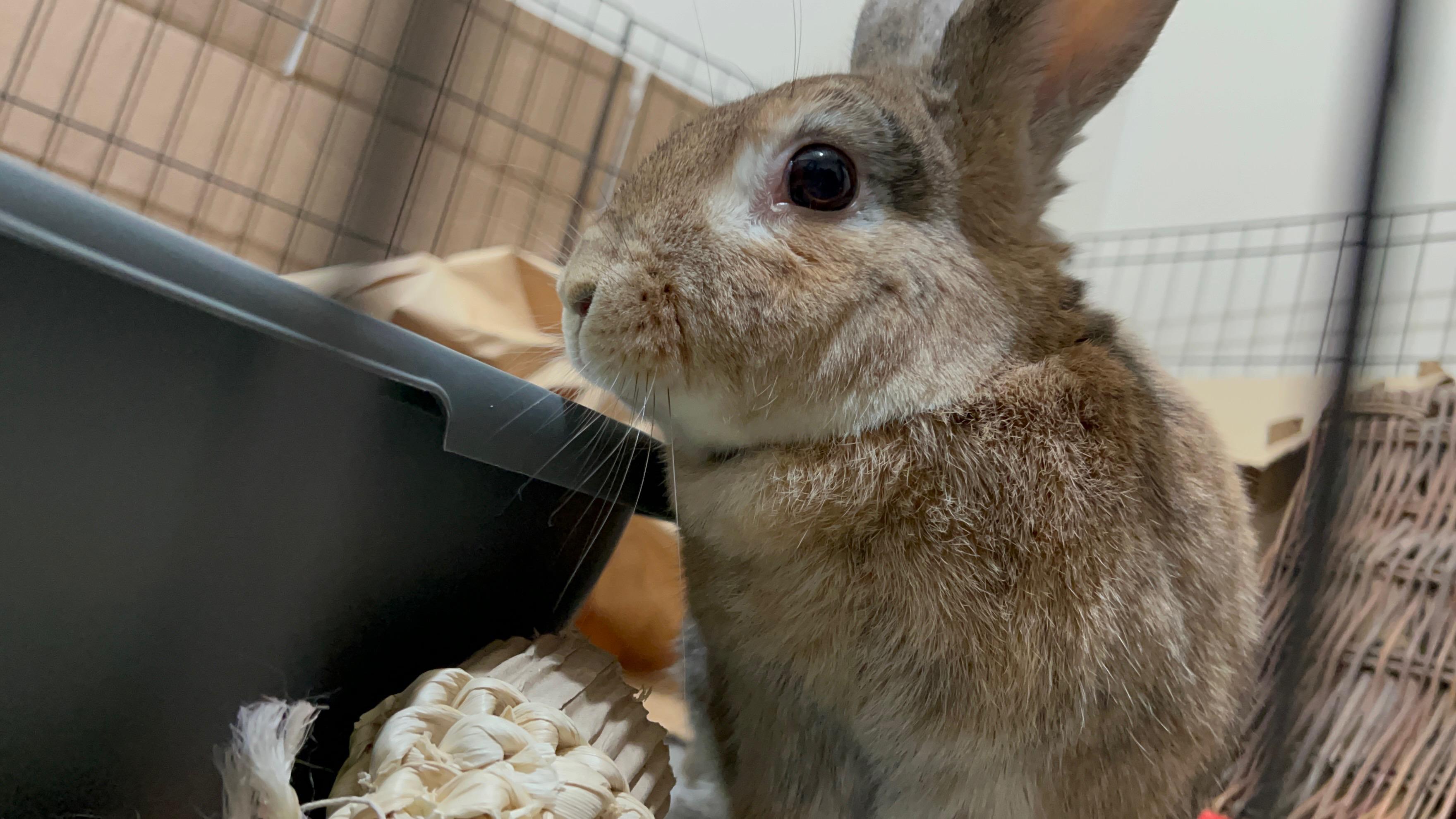 Rabbit for adoption - Harley*, a Harlequin in Baltimore, MD | Petfinder