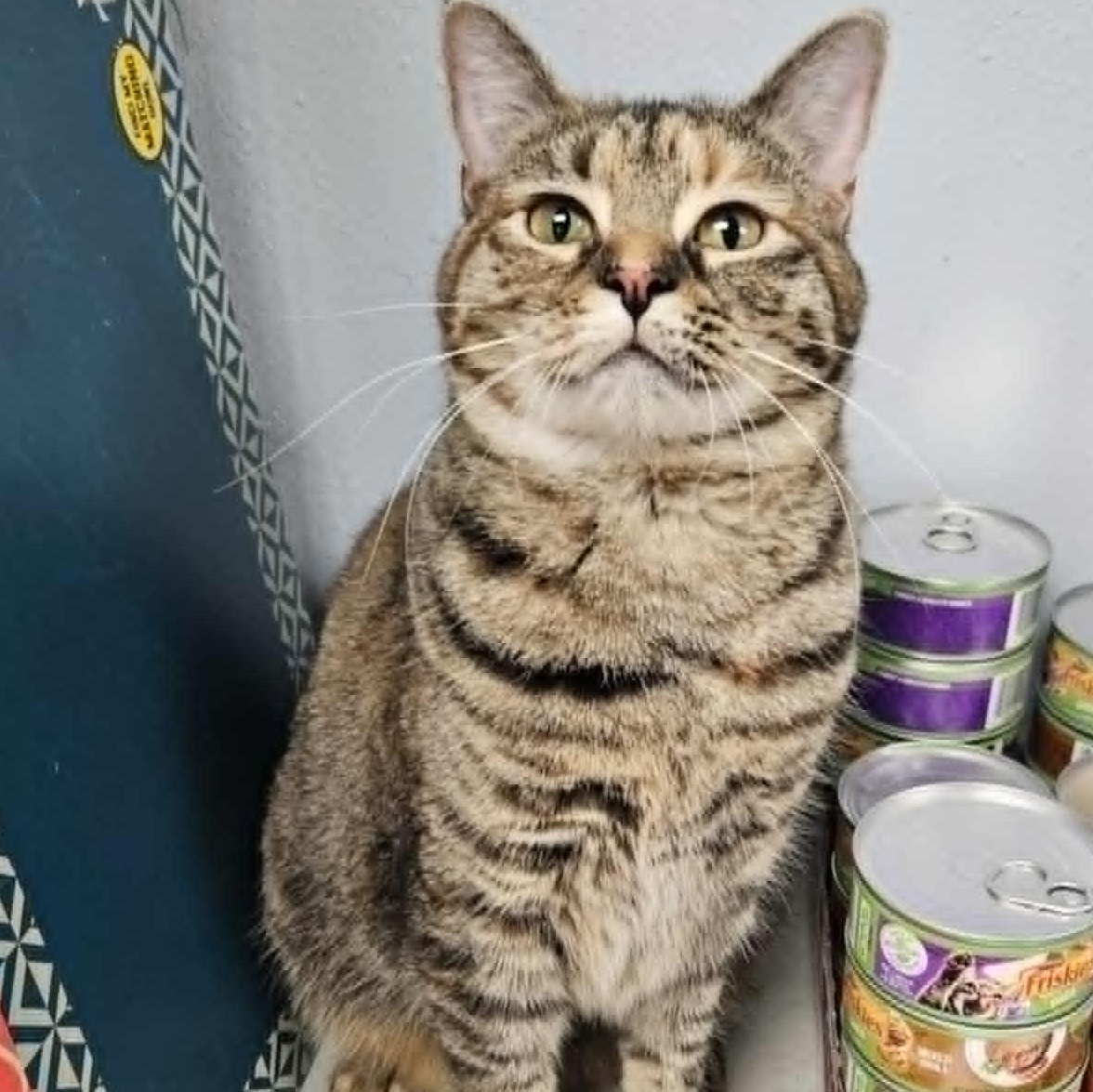 Available Cats for Adoption | Scruffy Paws Animal Rescue RI