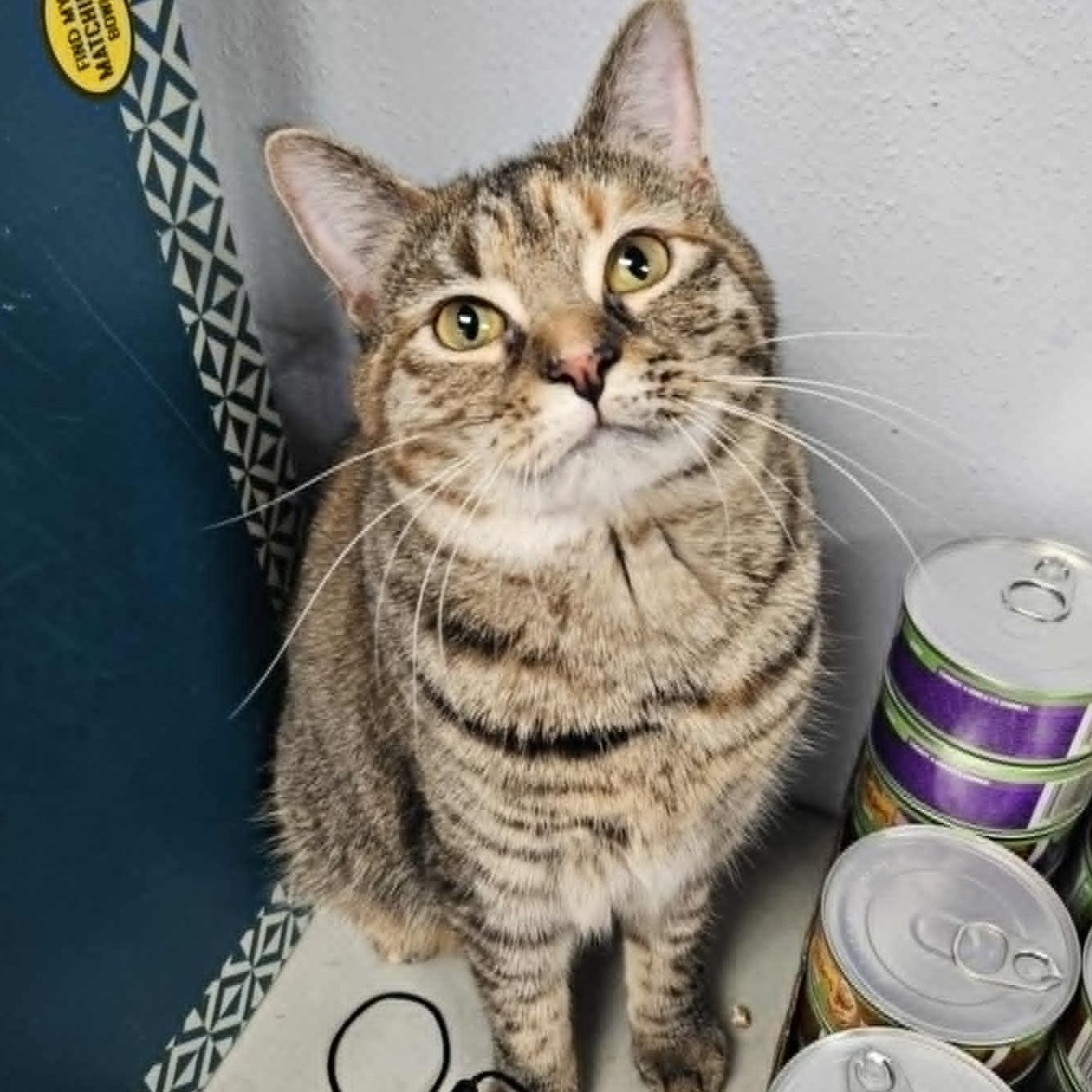 Available Cats for Adoption | Scruffy Paws Animal Rescue RI