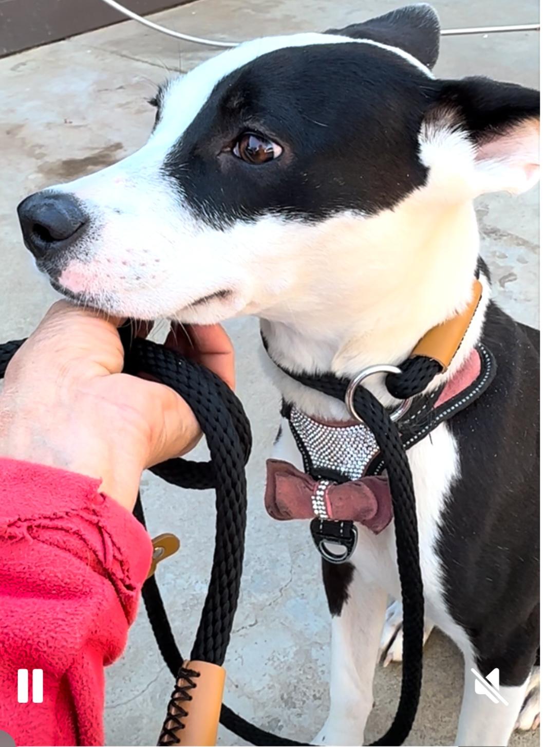 Dog for adoption - Tootsie, a Staffordshire Bull Terrier & Rat Terrier ...