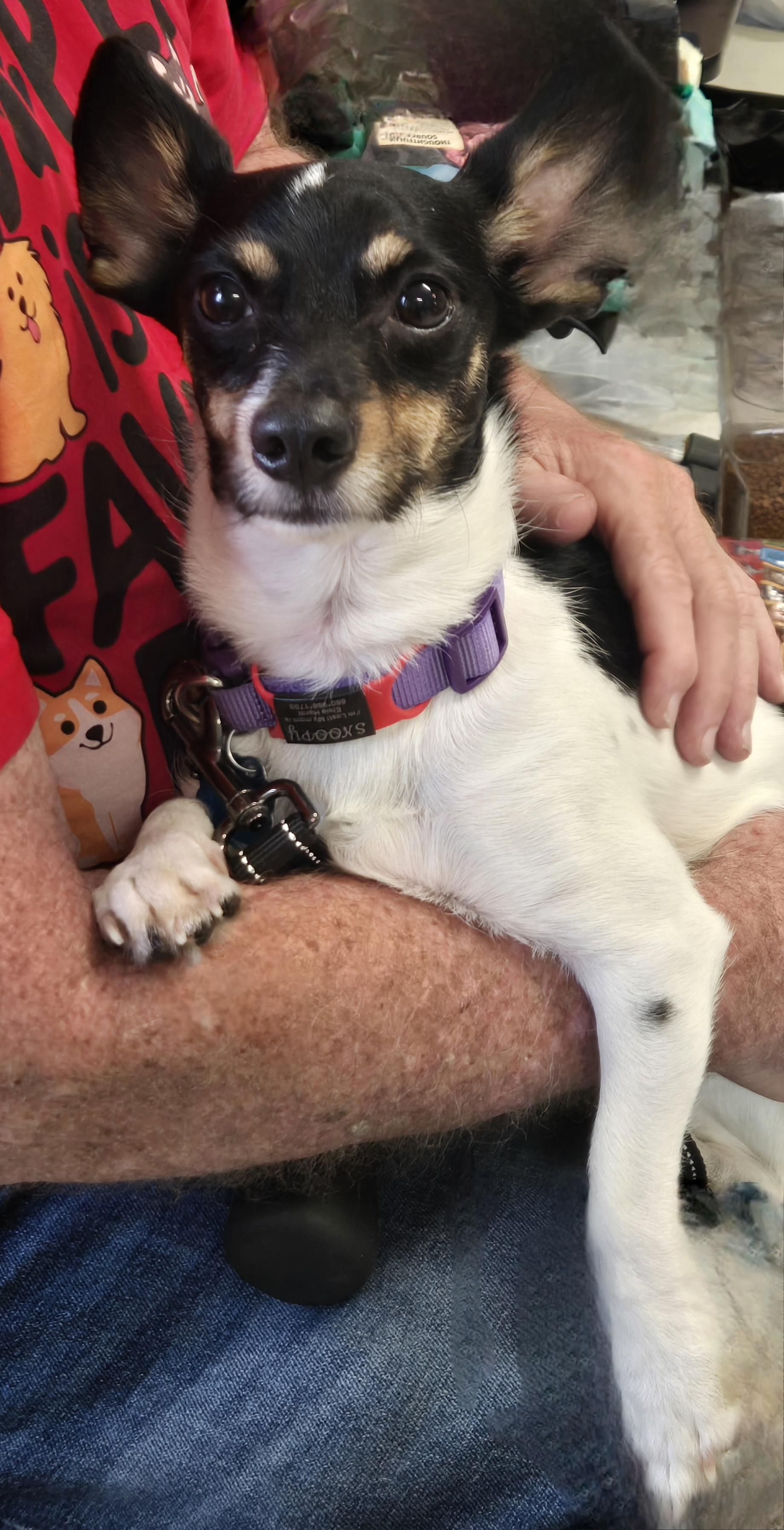 Dog for adoption - SNOOPY, a Jack Russell Terrier & Rat Terrier Mix in ...