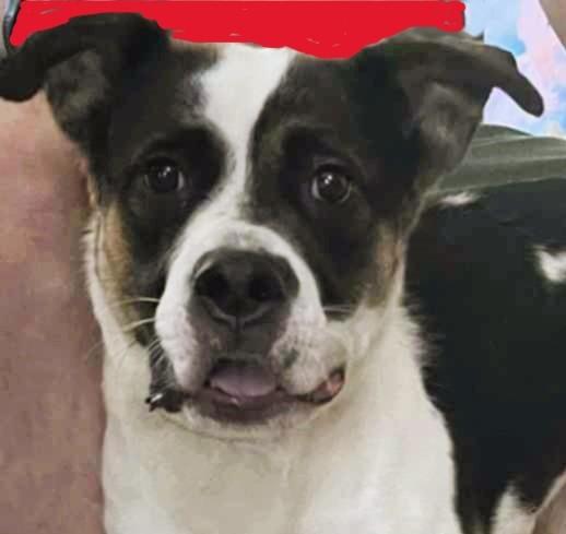 Dog for adoption - Chelsea, a Greater Swiss Mountain Dog & Boxer Mix in ...