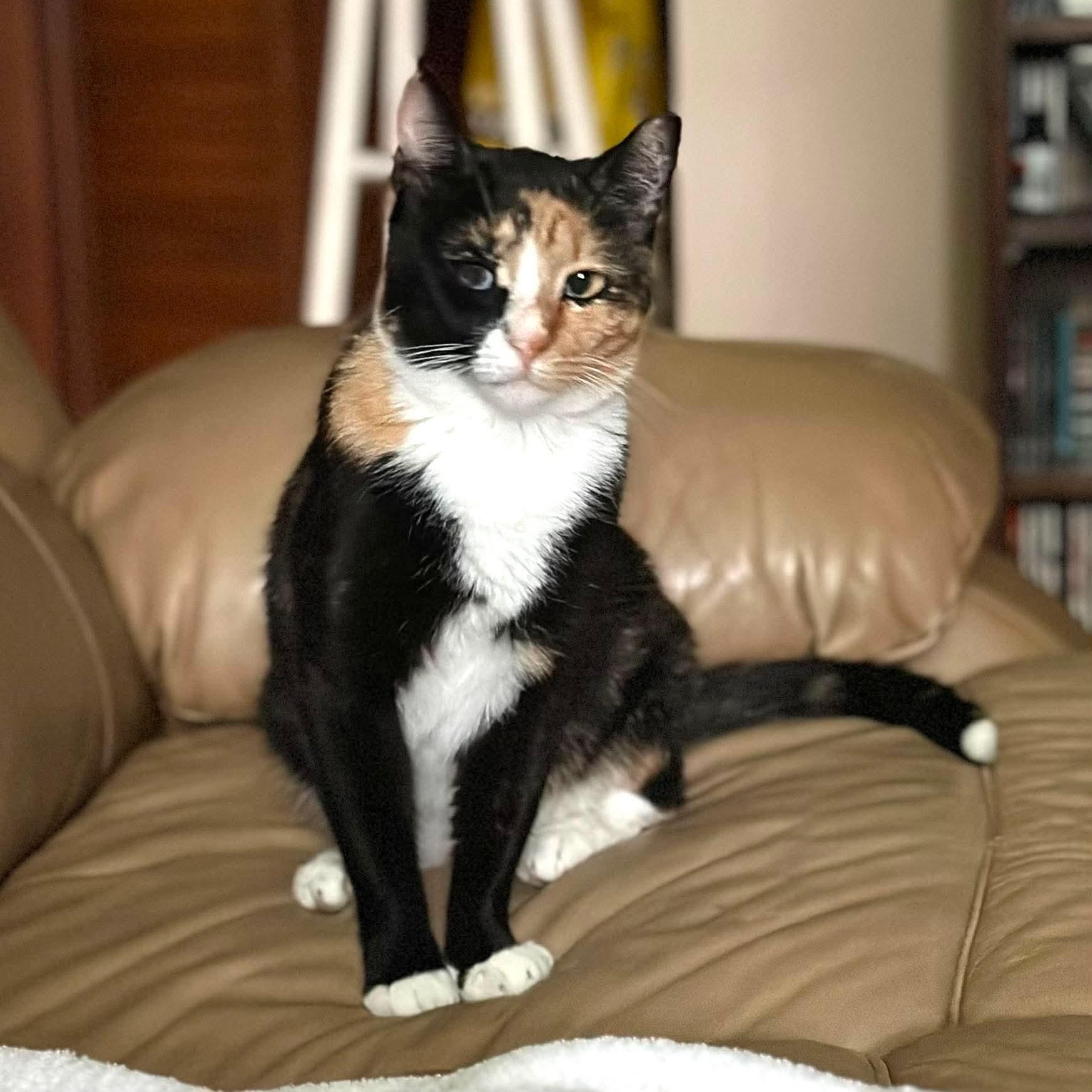 Cassiopeia - Adoptable Pet | Petfinder