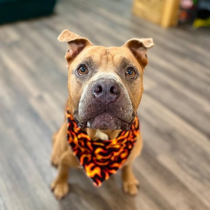 Dog for adoption - Brisket Boi Thicc Hunka Chunka, an American Bulldog ...