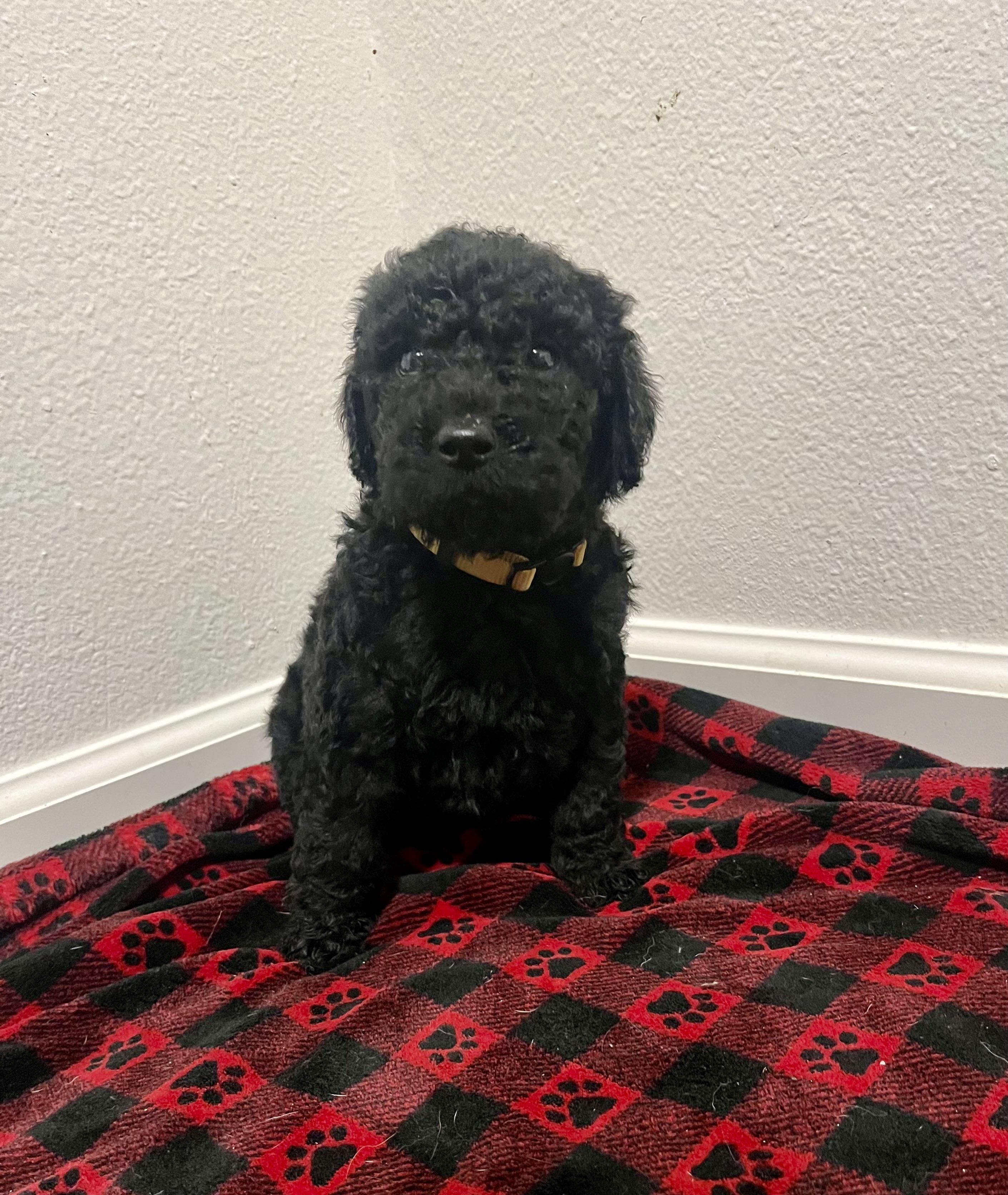 Dog for adoption - Button, a Standard Poodle in Oakland, CA | Petfinder