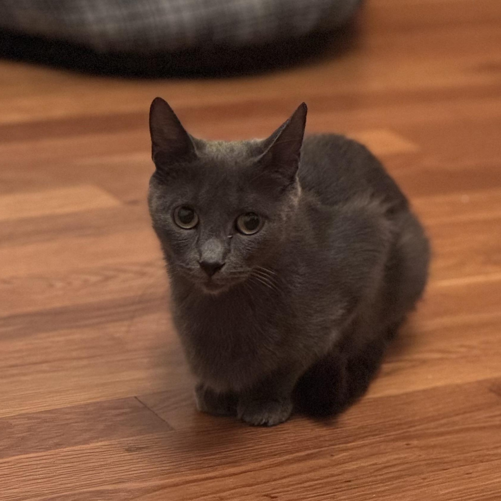 Cat for adoption - Panini, a Domestic Short Hair in Bayonne, NJ | Petfinder