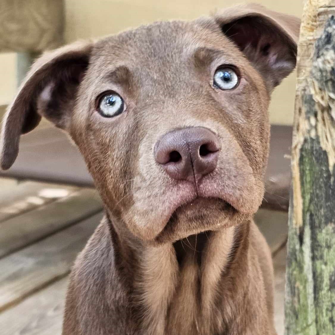 Dog for adoption - Paisley, a Labrador Retriever & American Bully Mix ...