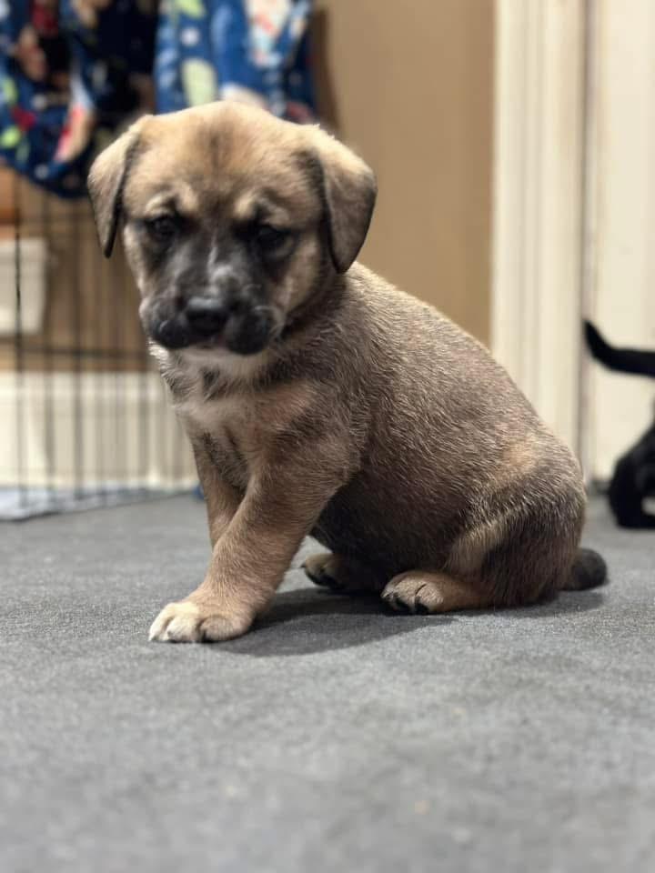 Dog for adoption - Cinnamon Roll, a Labrador Retriever in Walker, LA ...