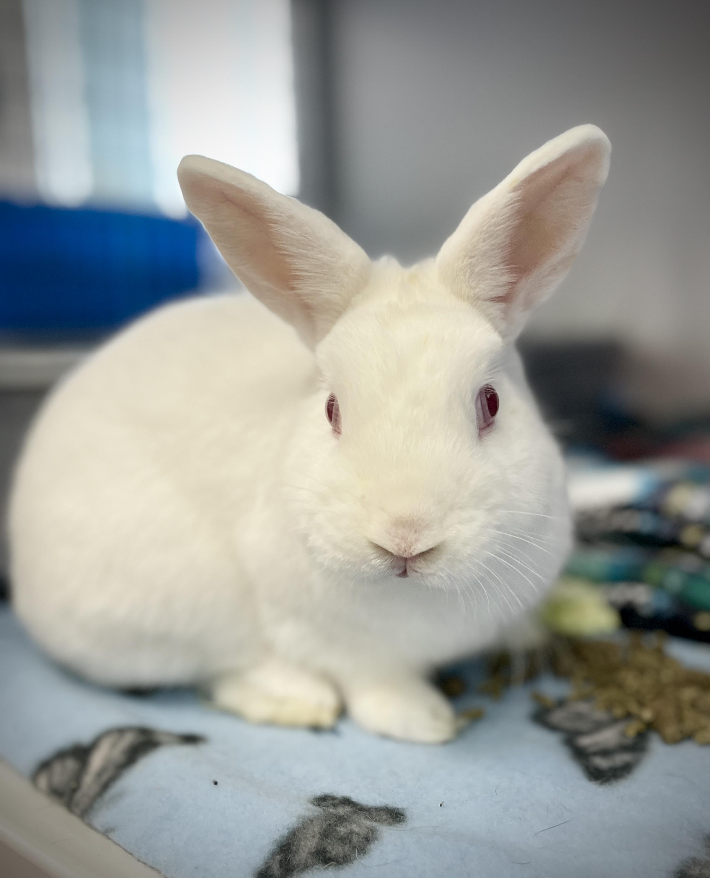 Rabbit for adoption - Cato, a Dwarf in Chicago, IL | Petfinder