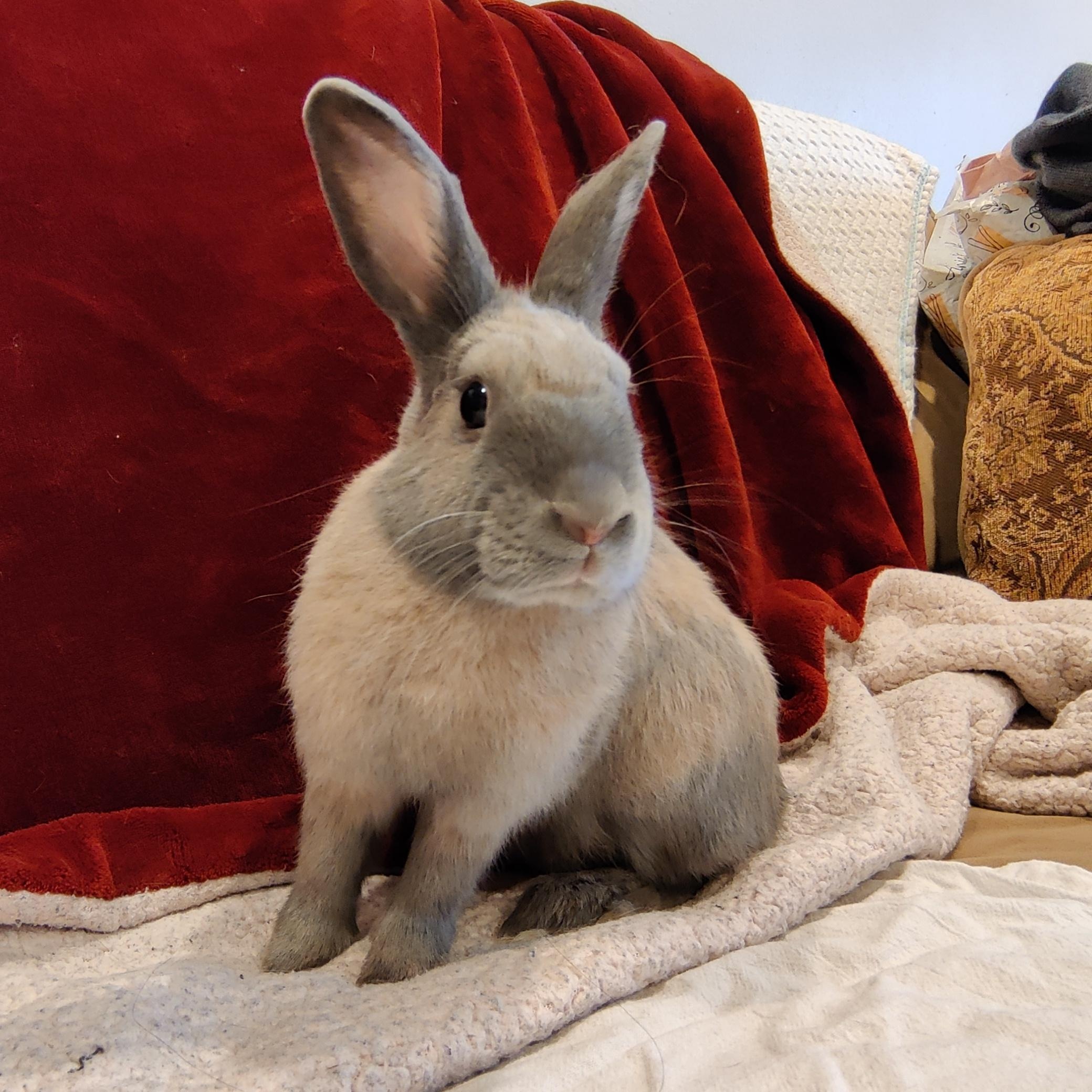Rabbit for adoption - Annika, a Harlequin in Los Angeles, CA | Petfinder