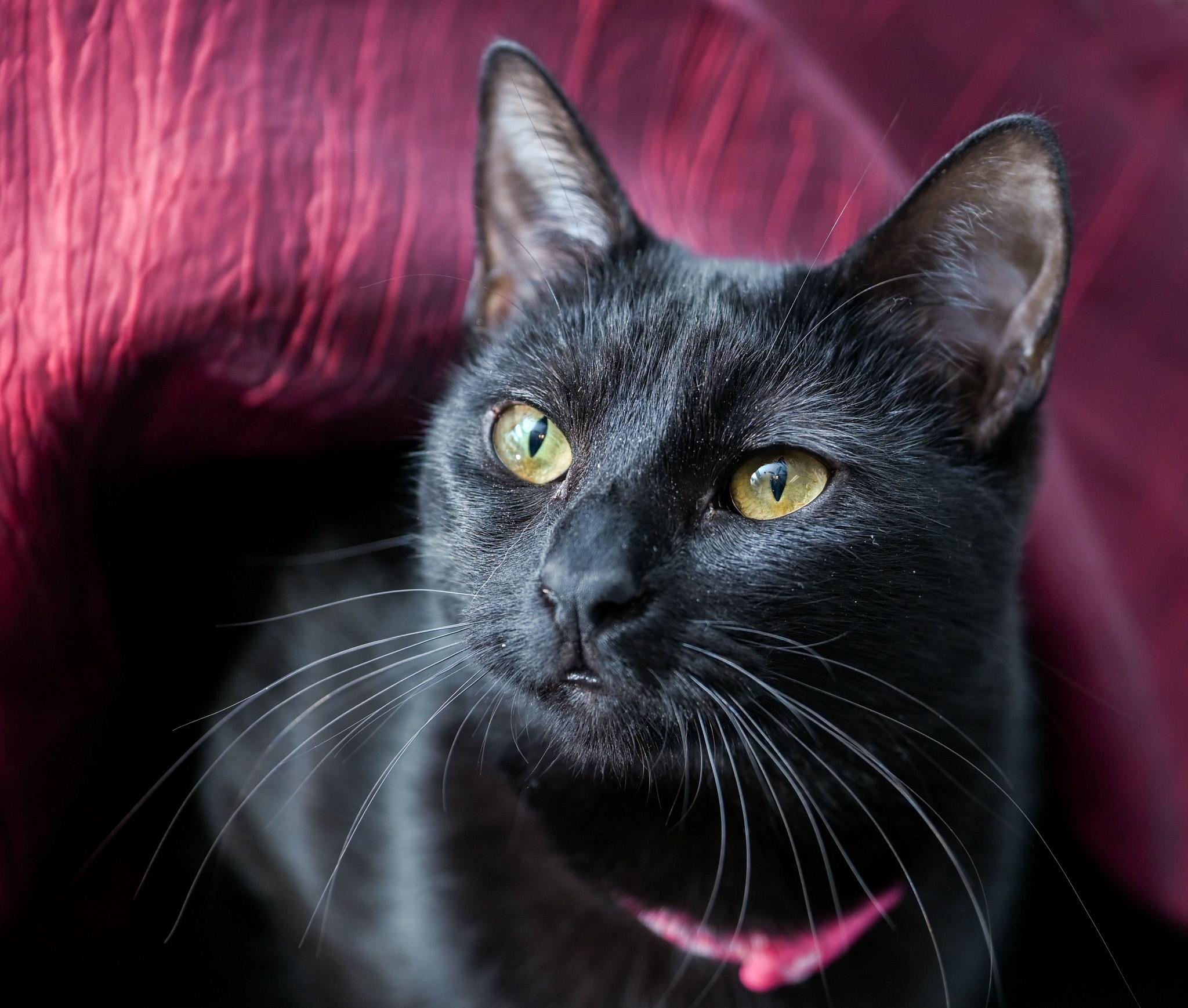 Cat for adoption - Katara, a Domestic Short Hair Mix in Chattanooga, TN ...