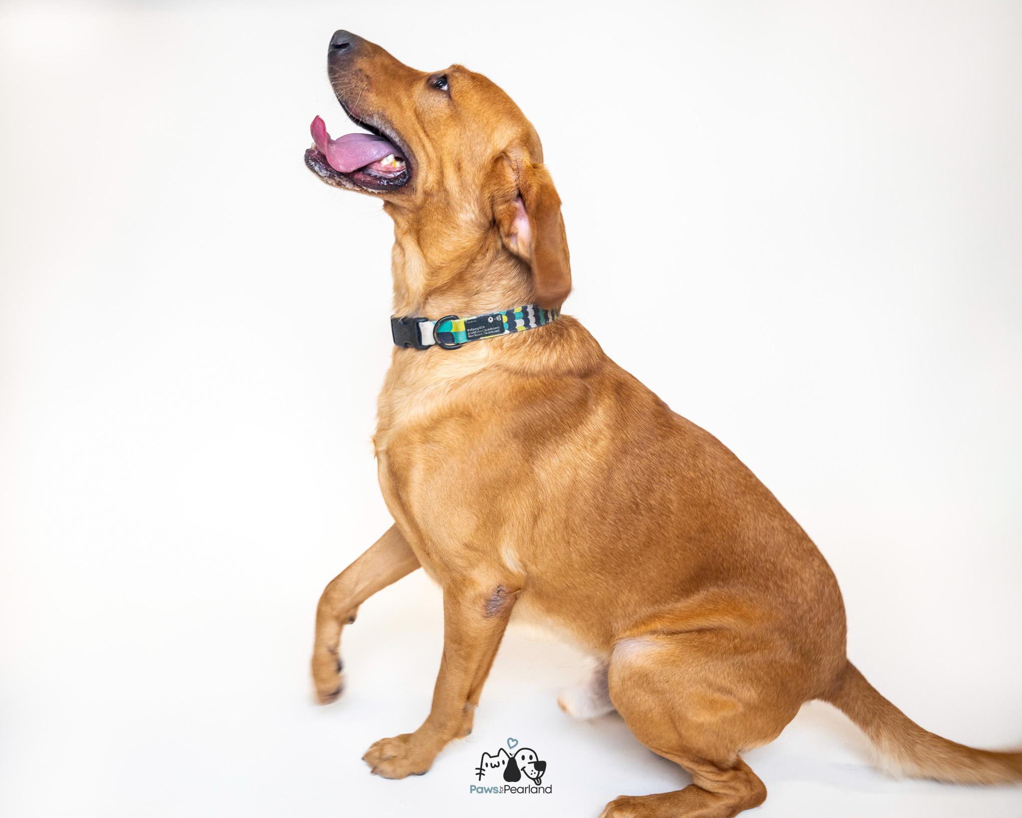 Dog for adoption - Dexter, a Labrador Retriever Mix in Brattleboro, VT | Petfinder