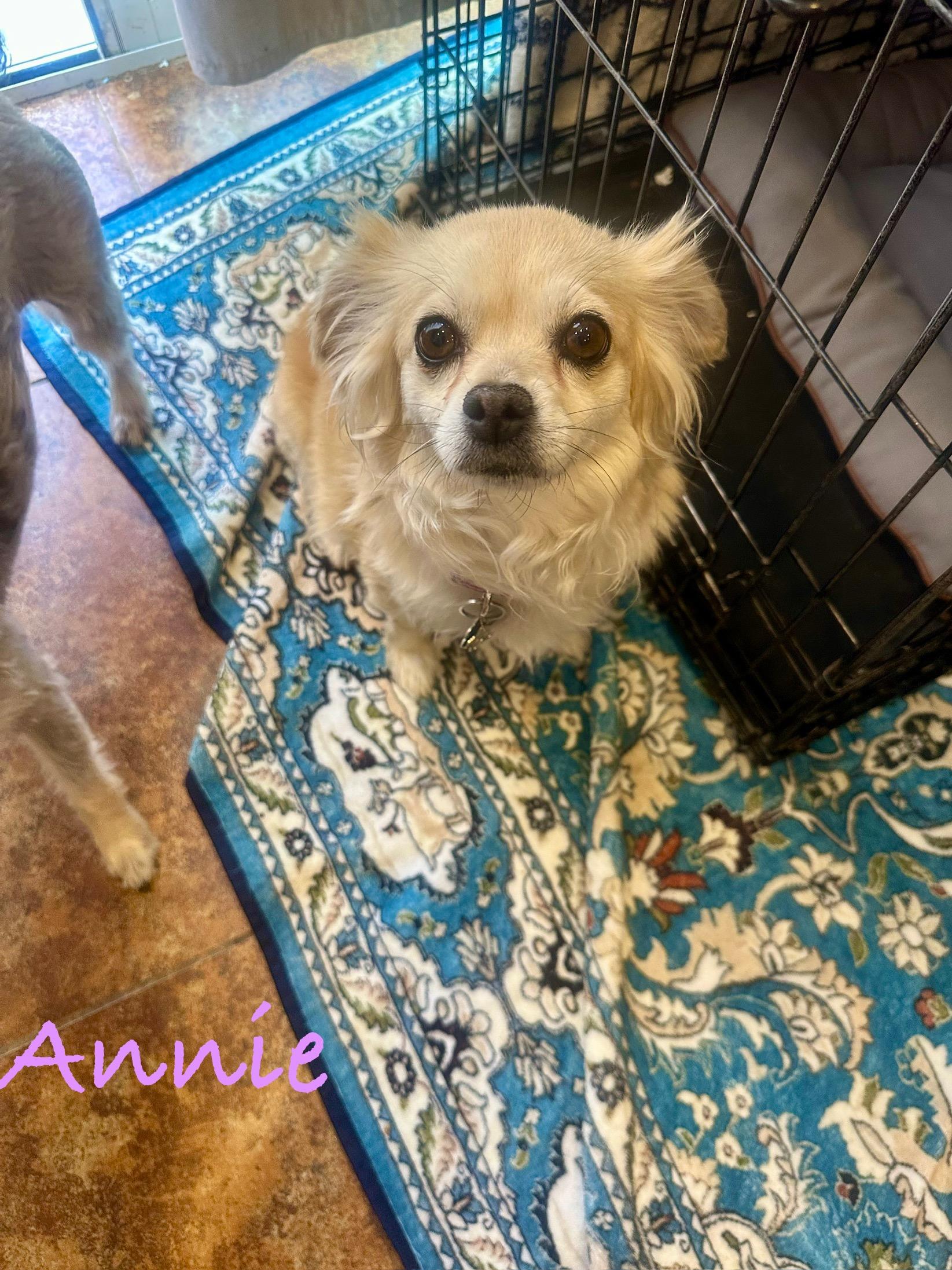 Dog for adoption - Annie, a Cocker Spaniel & Pomeranian Mix in Las ...