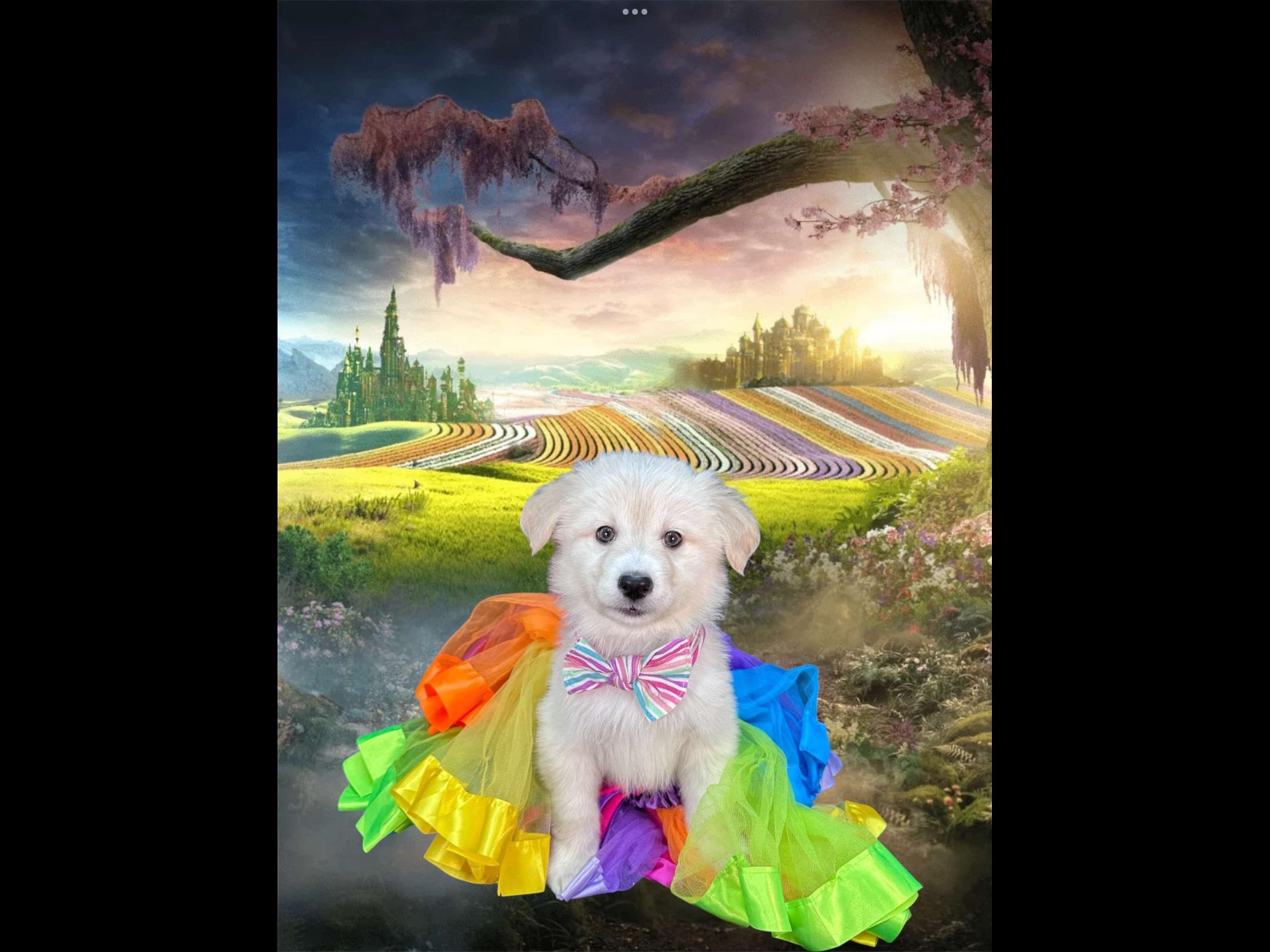 Dog for adoption - Miss Coddle, a Mixed Breed in Winchester, KY | Petfinder