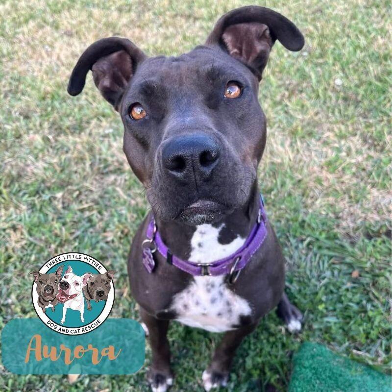 Dog for adoption - Aurora Faith Cleveland, a Pit Bull Terrier & Black Labrador Retriever Mix in ...