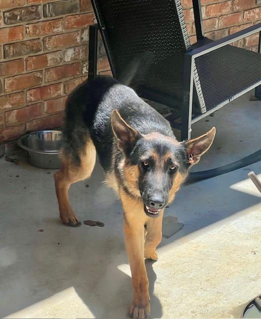Dog for adoption - Duke, a German Shepherd Dog in Walnut Ridge, AR ...
