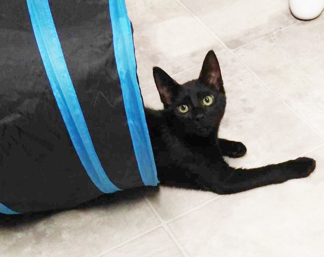 Cat for adoption - Rodman, a Domestic Short Hair in Ocean City, NJ ...