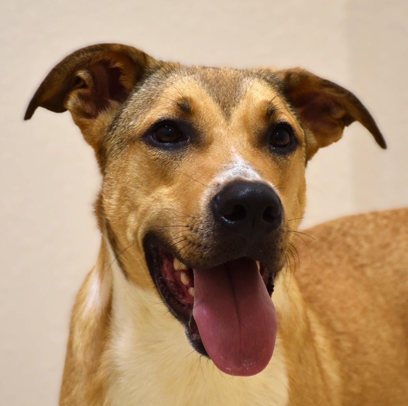 Massachusetts Dog Adoptions | Dogs for Adoption in MA