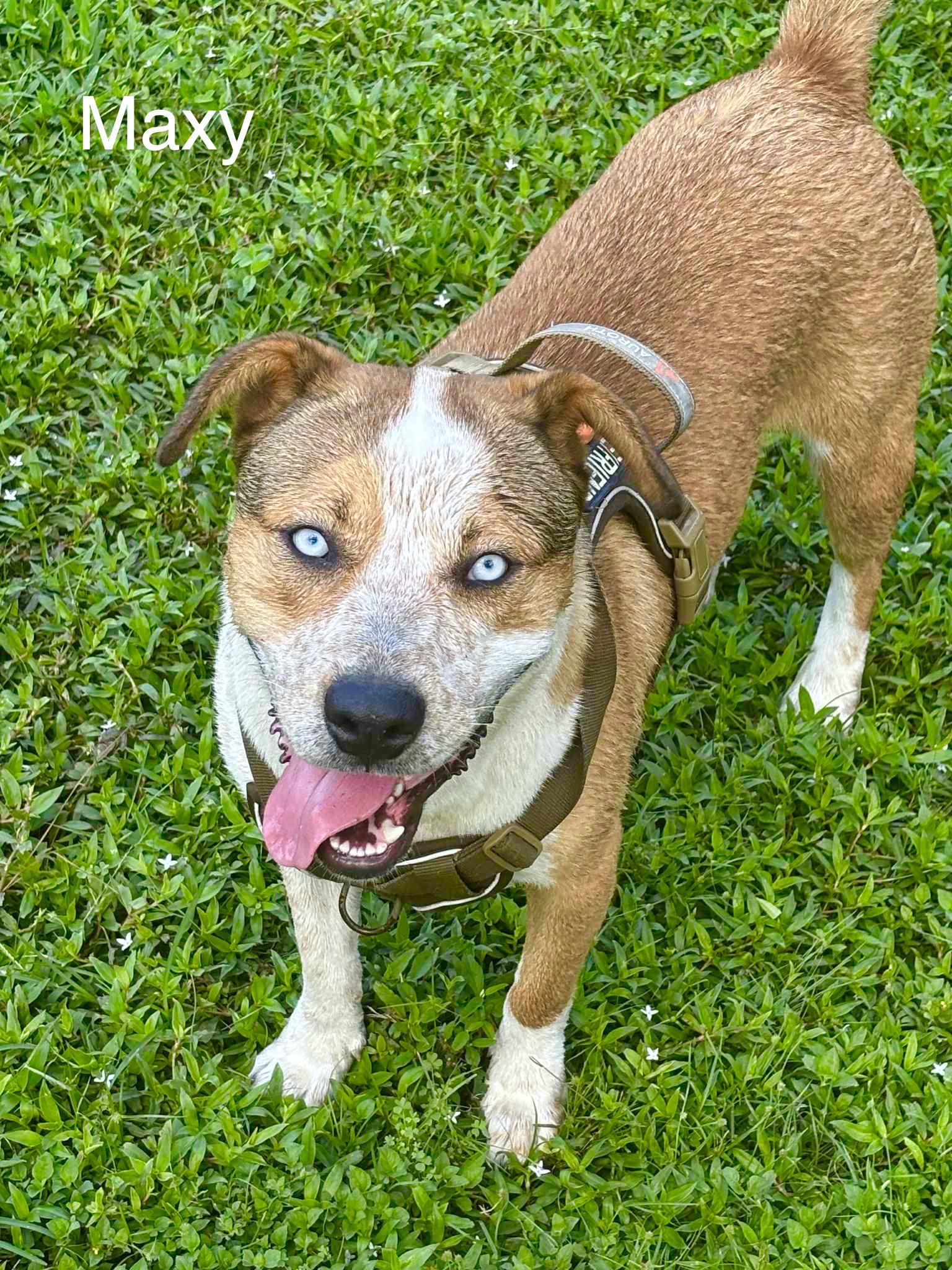Dog for adoption - Maxy, a Corgi & American Bully Mix in Portage, WI ...