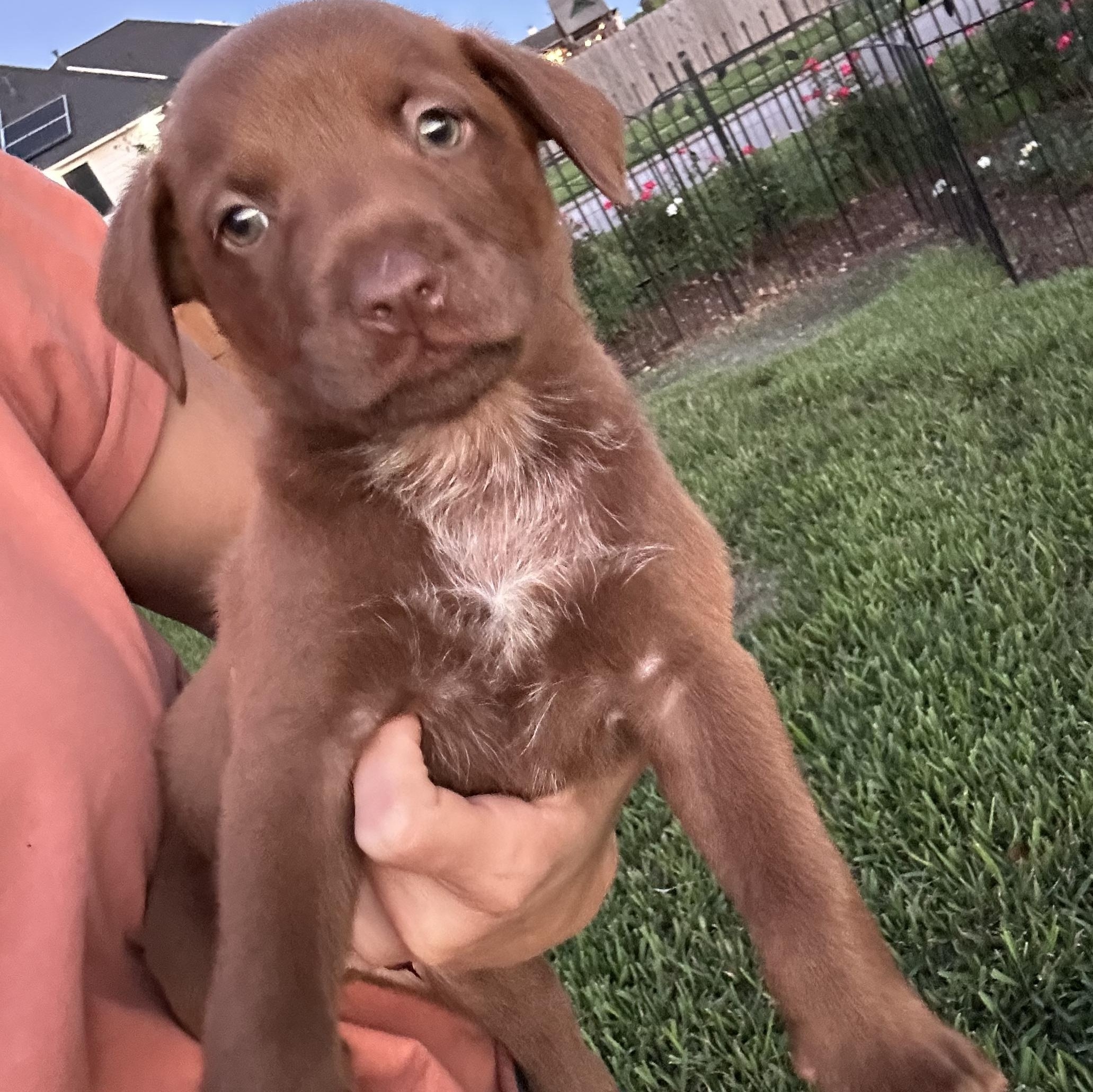 Dog for adoption - Peter, a Chocolate Labrador Retriever & Yellow ...