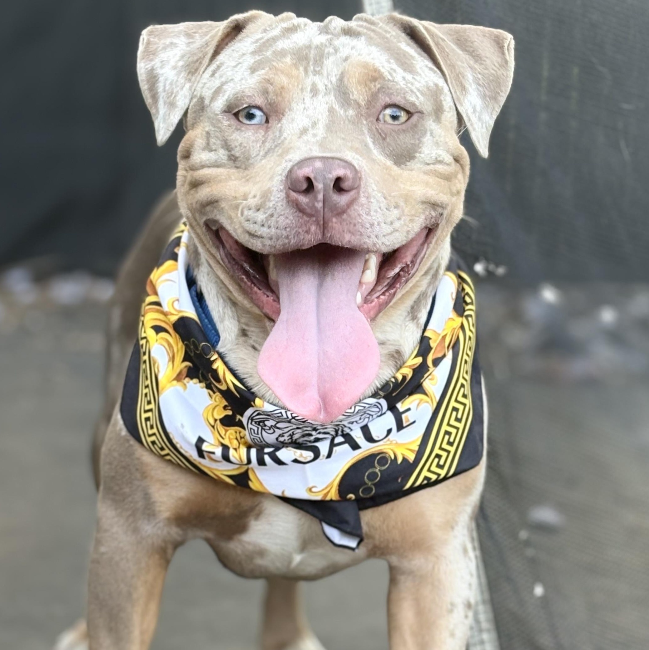 Dog for adoption - Meatloaf, an American Bully Mix in Portland, OR | Petfinder