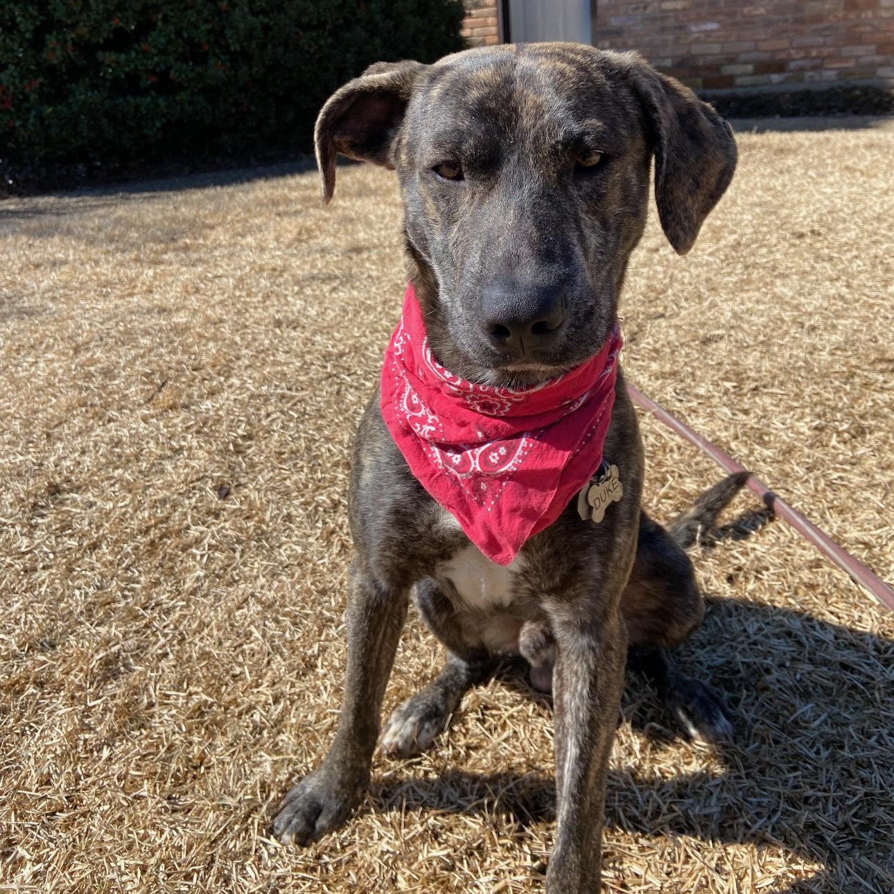 Dog for adoption - Duke, a Mountain Cur Mix in Thornton, CO | Petfinder