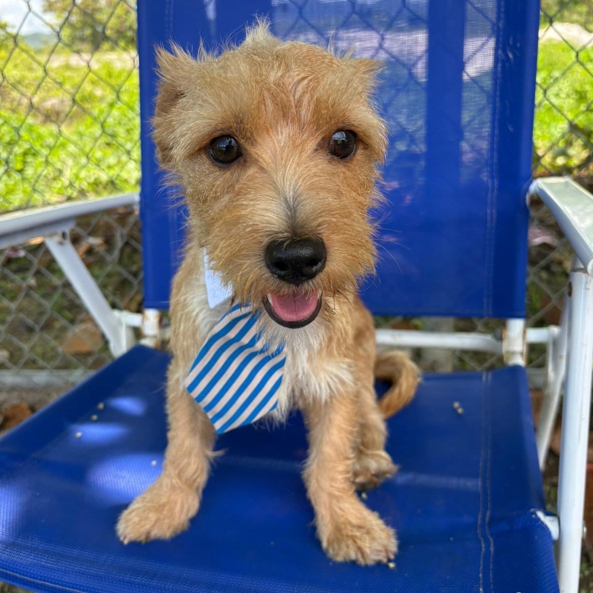 Dog for adoption - Benson, a Dachshund & Yorkshire Terrier Mix in ...