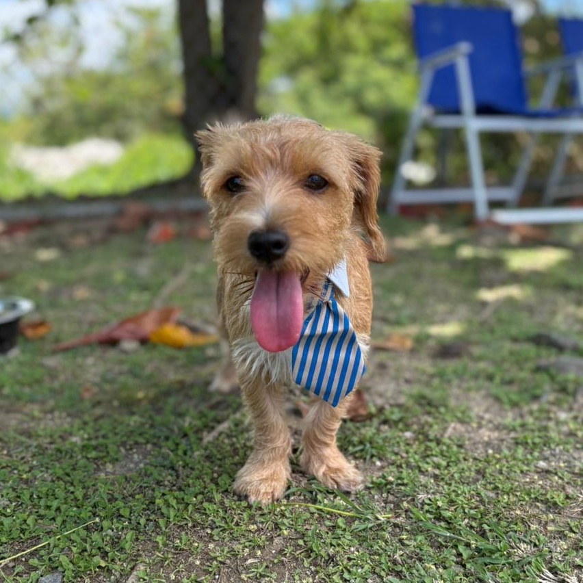 Dog for adoption - Benson, a Dachshund & Yorkshire Terrier Mix in ...