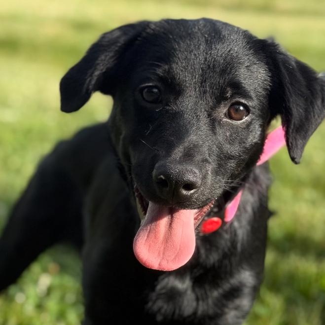 Dog for adoption - Reba, a Black Labrador Retriever Mix in Mendham, NJ ...