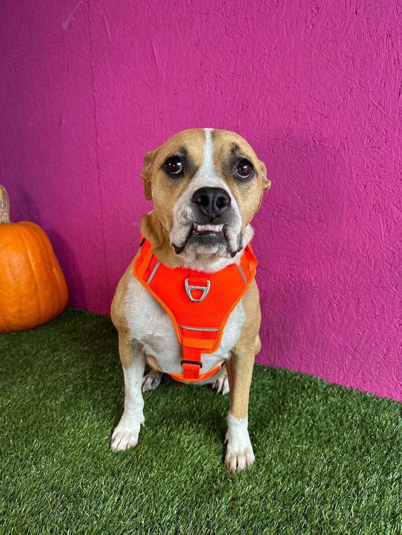 Dog for adoption - Beba, a Boxer & Retriever Mix in North Las Vegas, NV | Petfinder