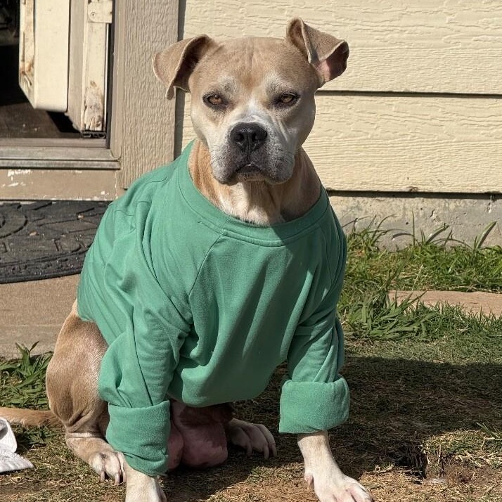 Dog for adoption - Hope Couch Queen Family girl, an American Bulldog & Staffordshire Bull ...