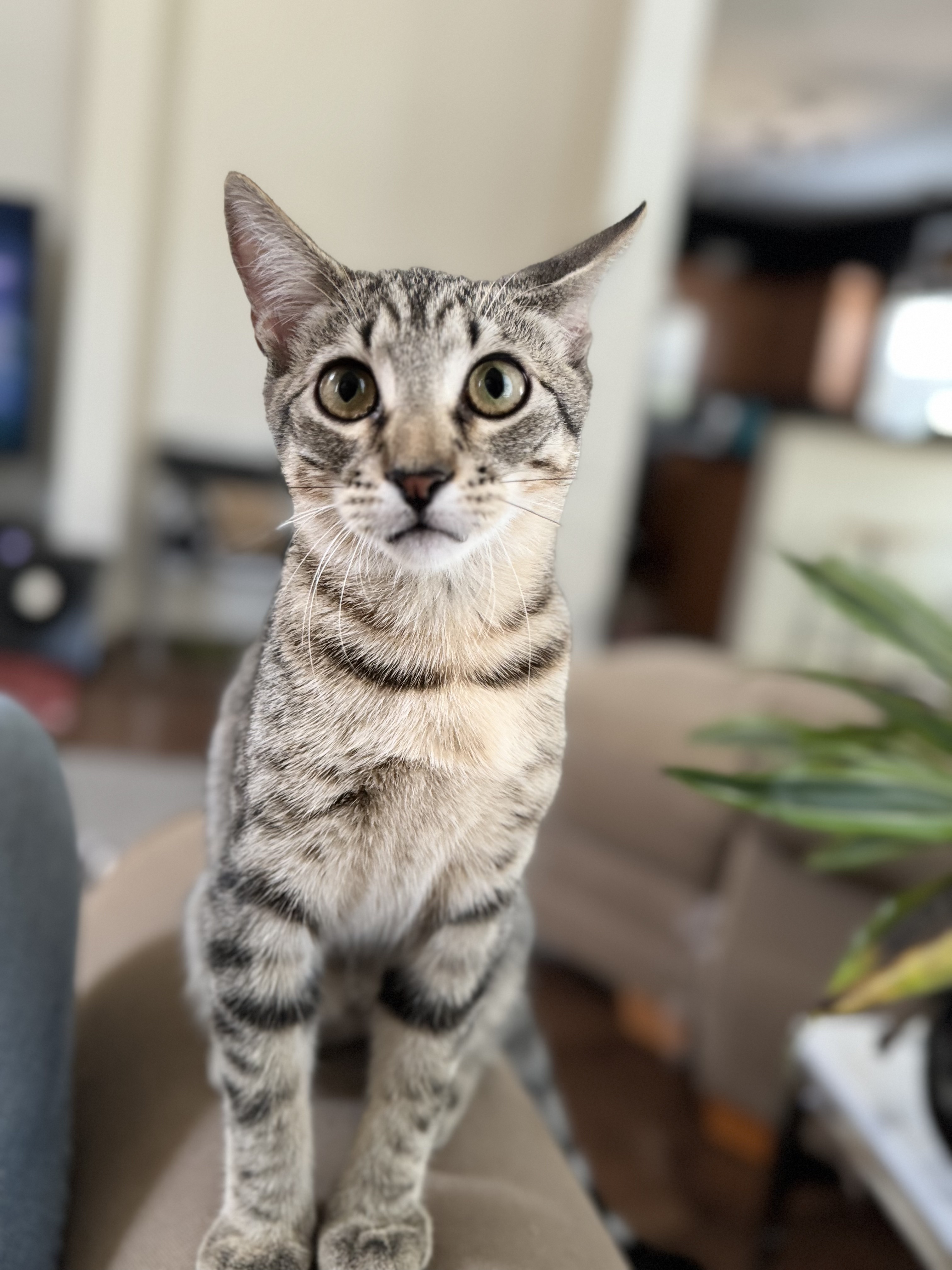 Cat for adoption - Able, a Domestic Short Hair in Bellevue, WA | Petfinder