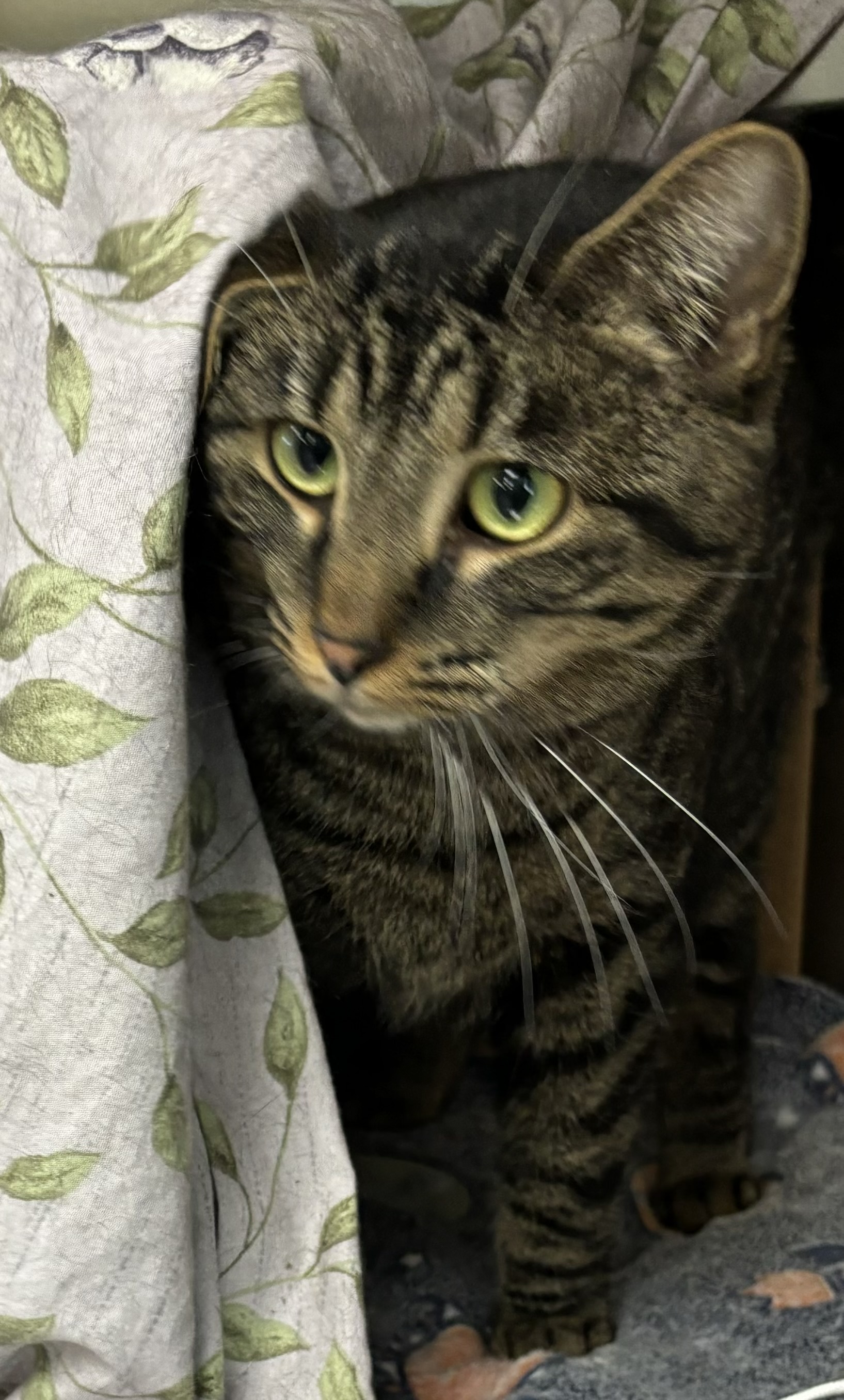 Available Pets - Portage Animal Protective League