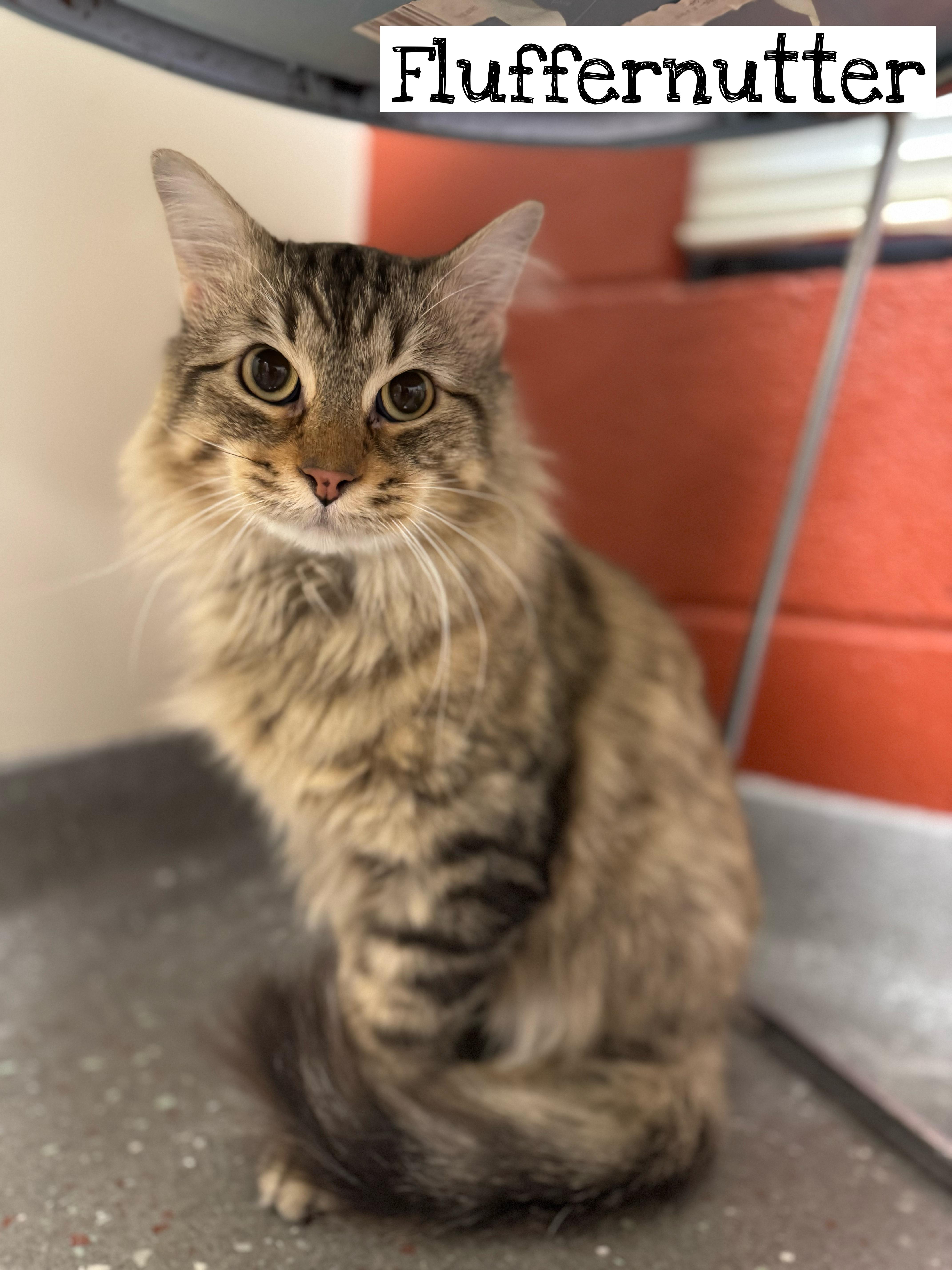 Cat for adoption - Fluffernutter, a Tabby in Valparaiso, IN | Petfinder