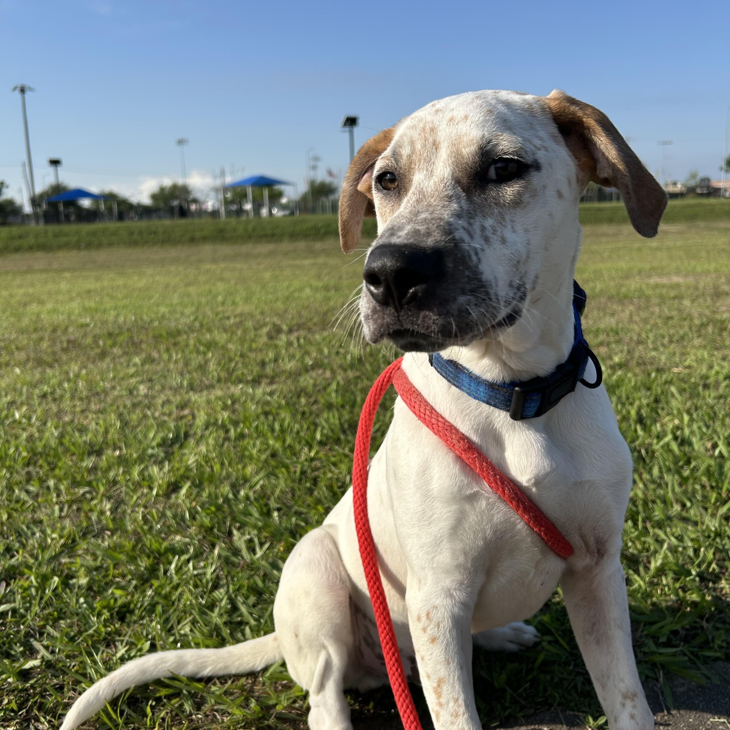 Dog for adoption - CODY, a Labrador Retriever & Pointer Mix in ...
