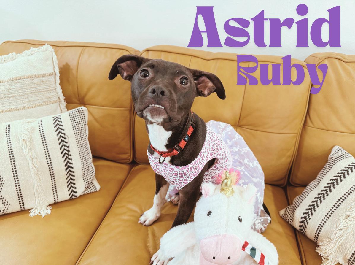 Dog for adoption - Astrid Ruby, a Boston Terrier & Staffordshire Bull ...