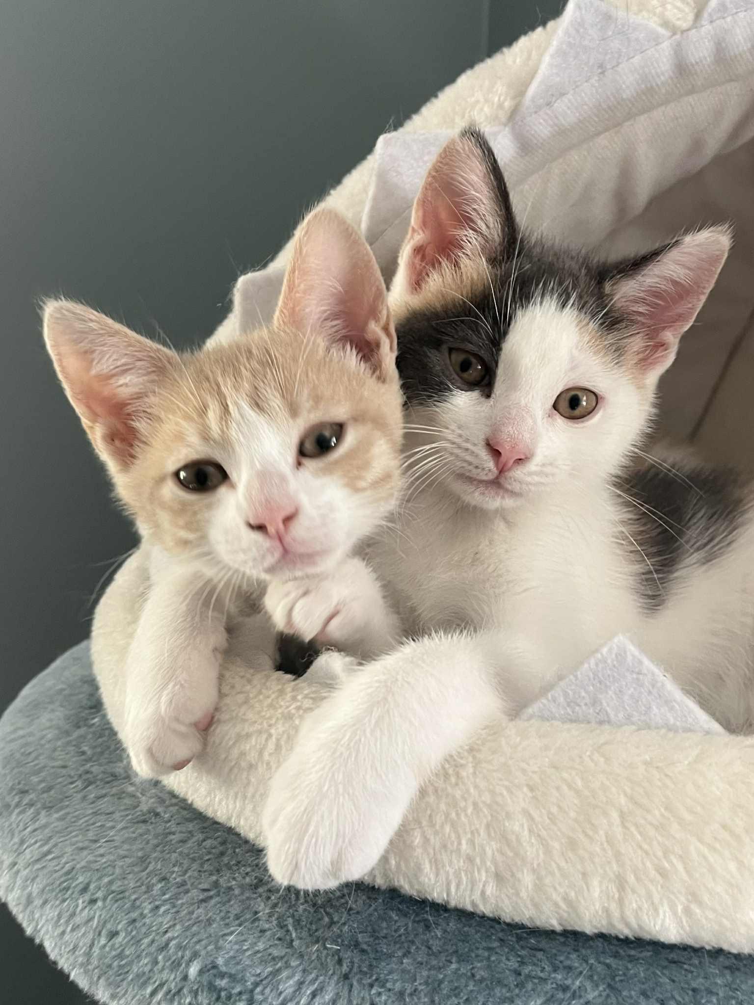 Cat for adoption - Corn-Veggie kittens, a Domestic Short Hair in New ...