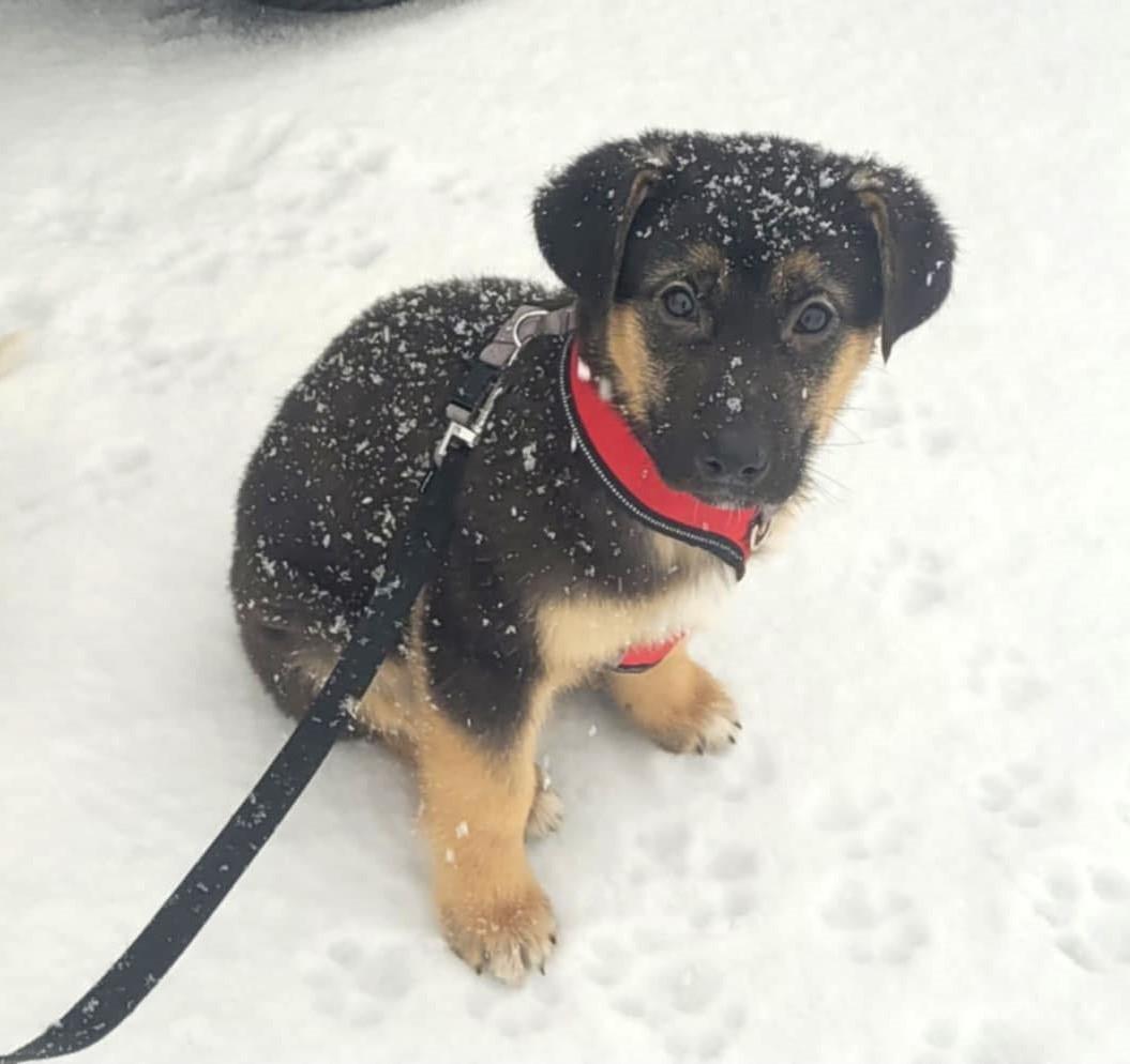 Dog for adoption - Mr. Levenstein, a German Shepherd Dog & Siberian ...