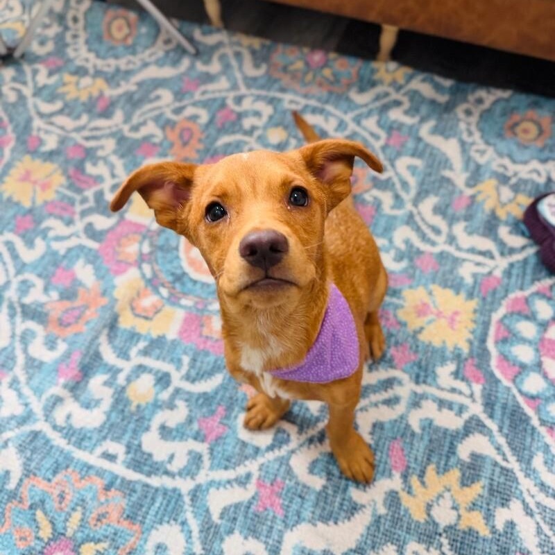 Dog for adoption - Marley Bear, a Dachshund & Labrador Retriever Mix in ...