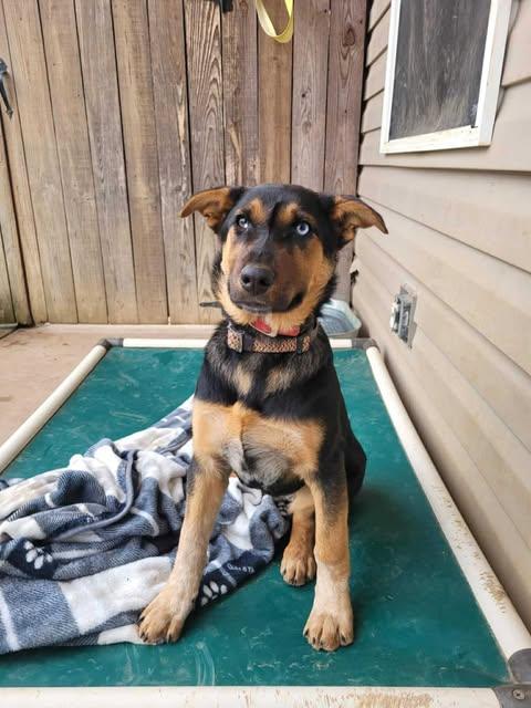 Dog for adoption - Dobro (4mo PUPPY), a German Shepherd Dog in ...