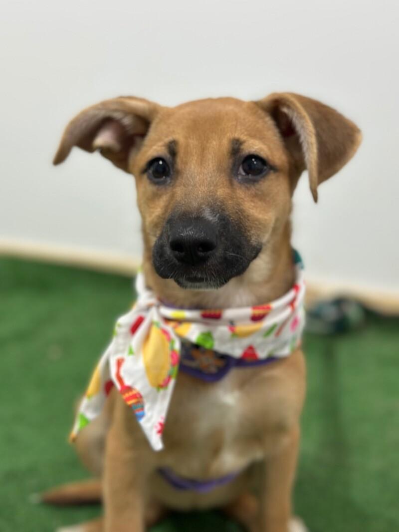 Dog for adoption - Mary Ann, a German Shepherd Dog Mix in Pittsburg, CA ...