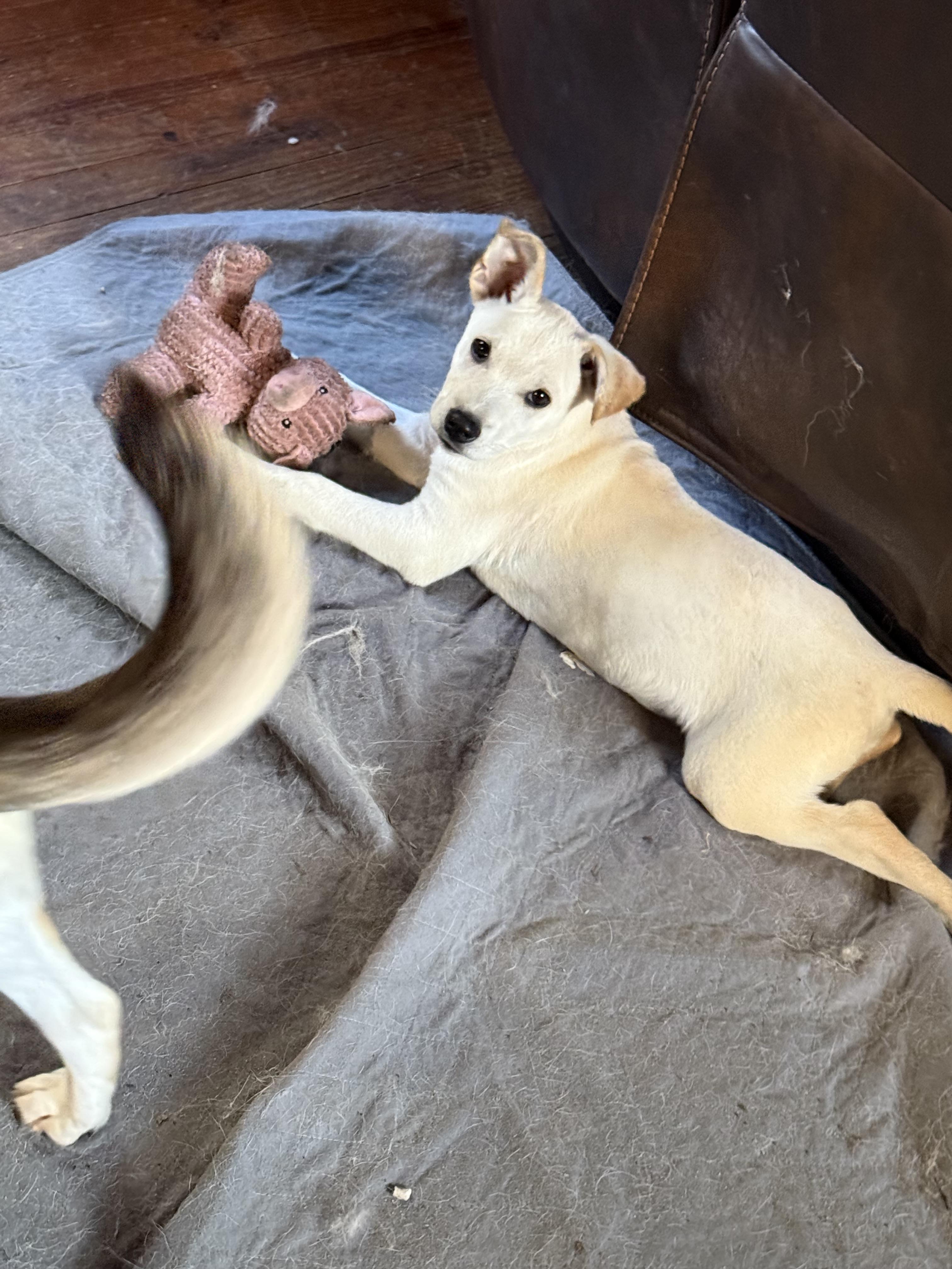 Dog for adoption - Cayce Dutton, a Labrador Retriever Mix in Myrtle ...